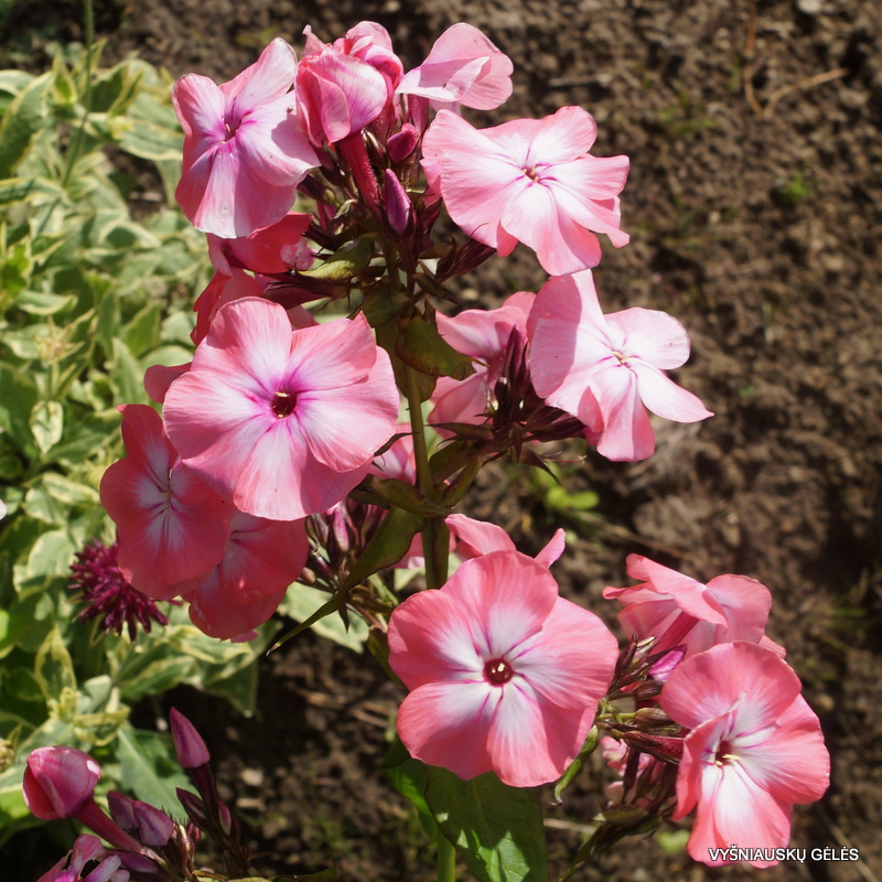 ‘Thor‘ - Vyšniauskų gėlės