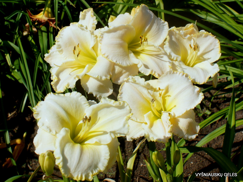 'Small World Snow Fox' - Vyšniauskų gėlės