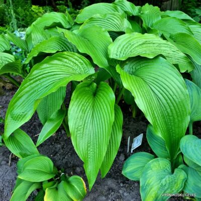 'Jade Cascade' - Vyšniauskų gėlės