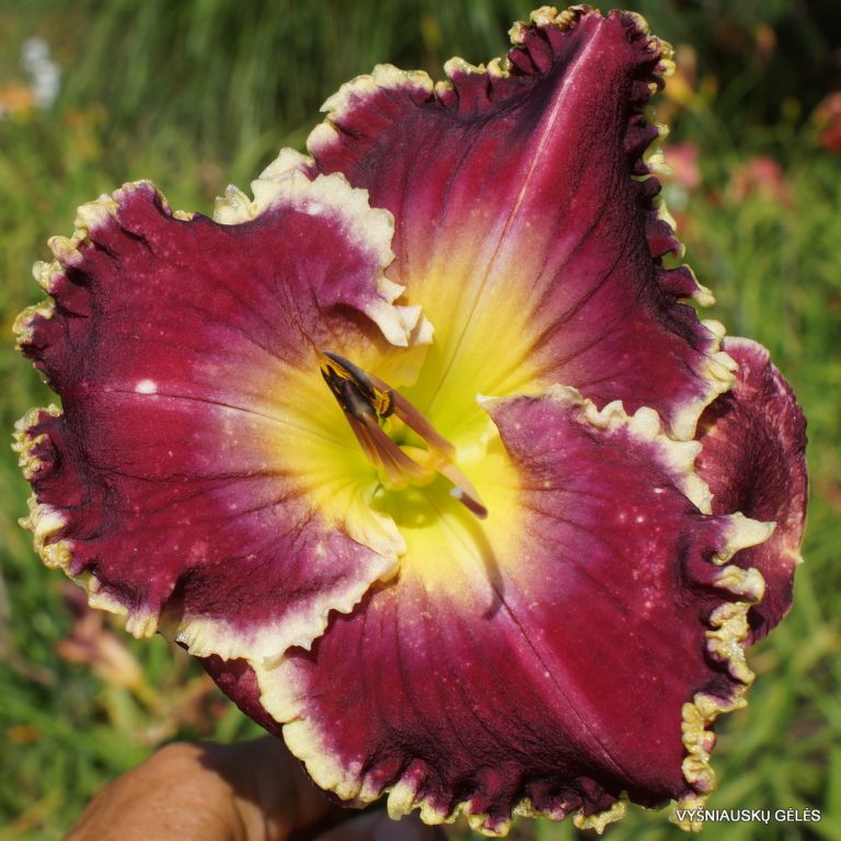 'Gnashing of Teeth' - Vyšniauskų gėlės