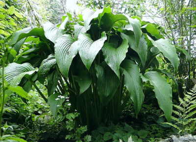 'Jade Cascade' - Vyšniauskų gėlės