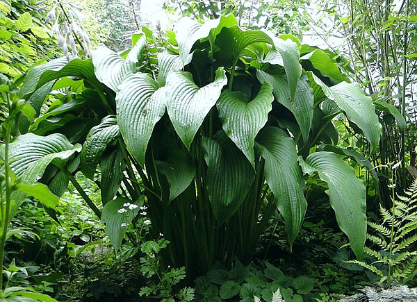 'Jade Cascade' - Vyšniauskų gėlės