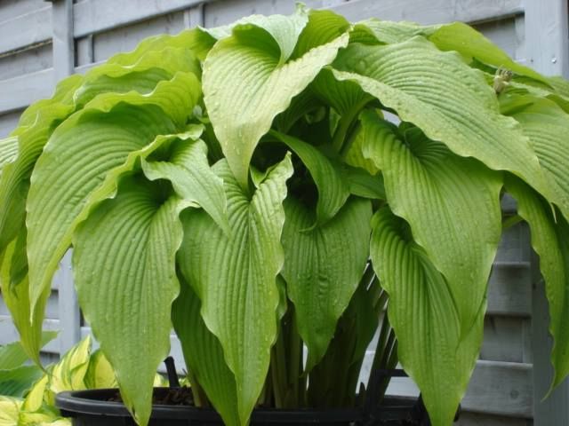 'Jade Cascade' - Vyšniauskų gėlės