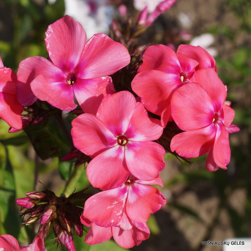 ‘Intina‘ - Vyšniauskų gėlės