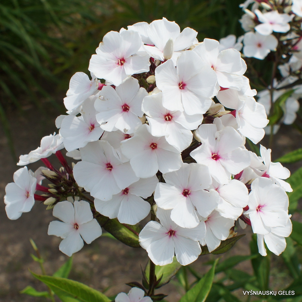‘Popeye‘ - Vyšniauskų gėlės
