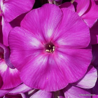 ‘Purple Kiss‘ - Vyšniauskų gėlės