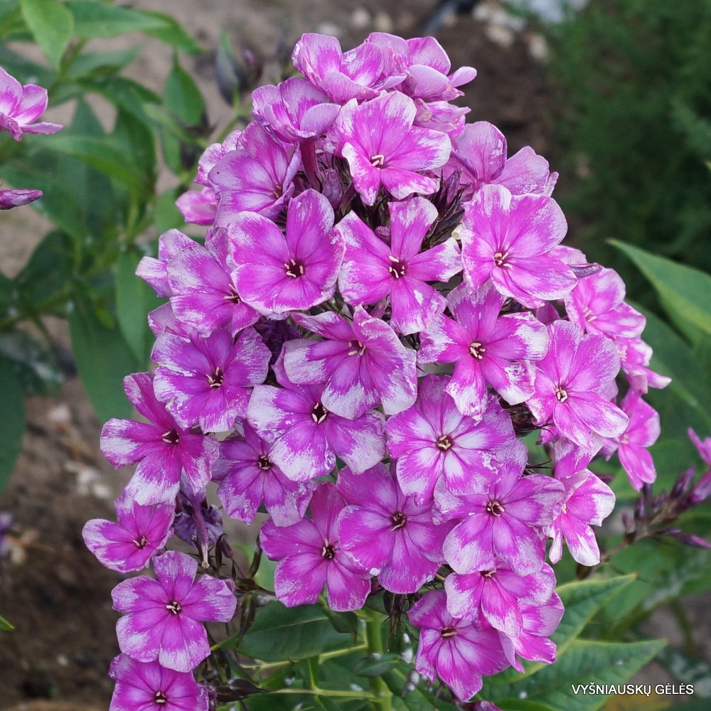 ‘Pyanaya Vishnya‘ - Vyšniauskų gėlės