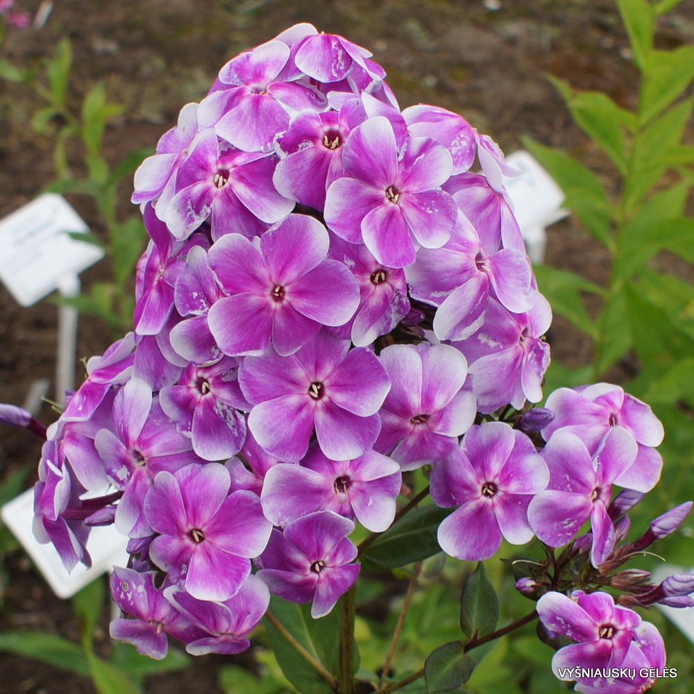 ‘Vasilek‘ - Vyšniauskų gėlės