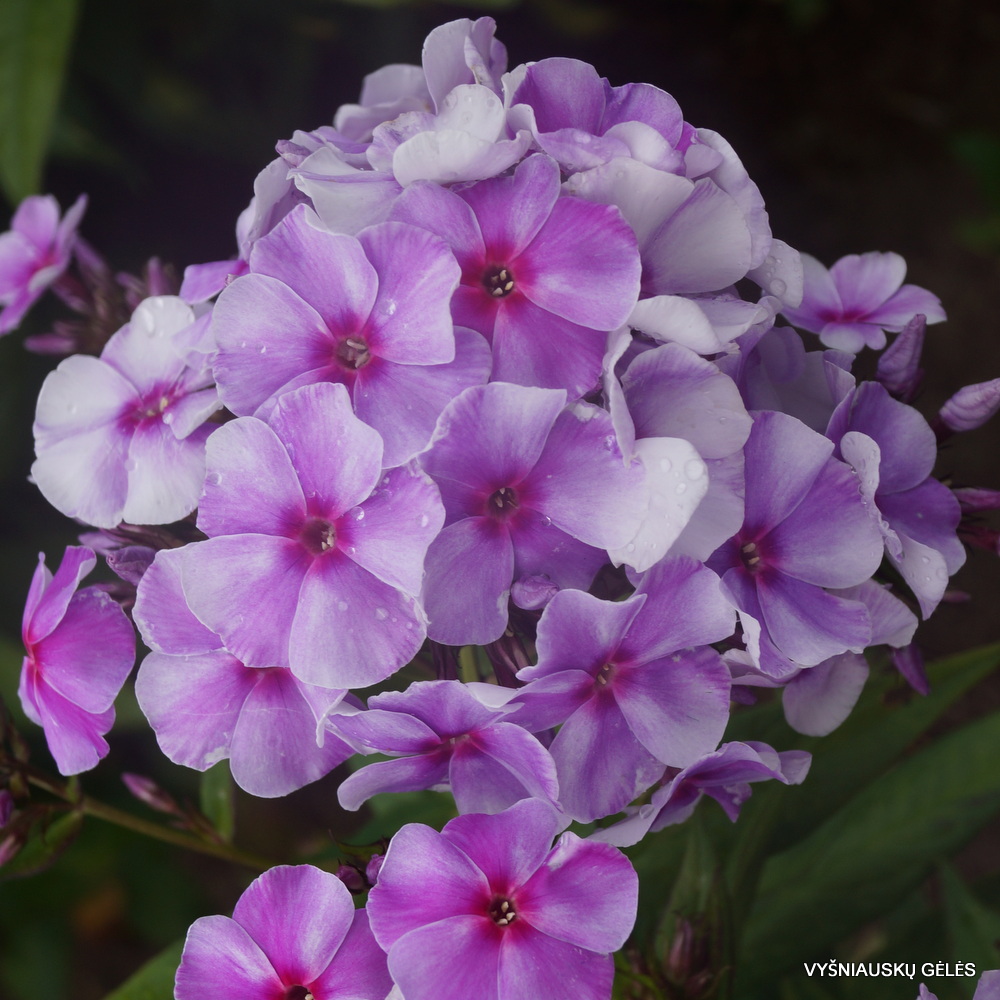 ‘Yaroslavna‘ - Vyšniauskų gėlės