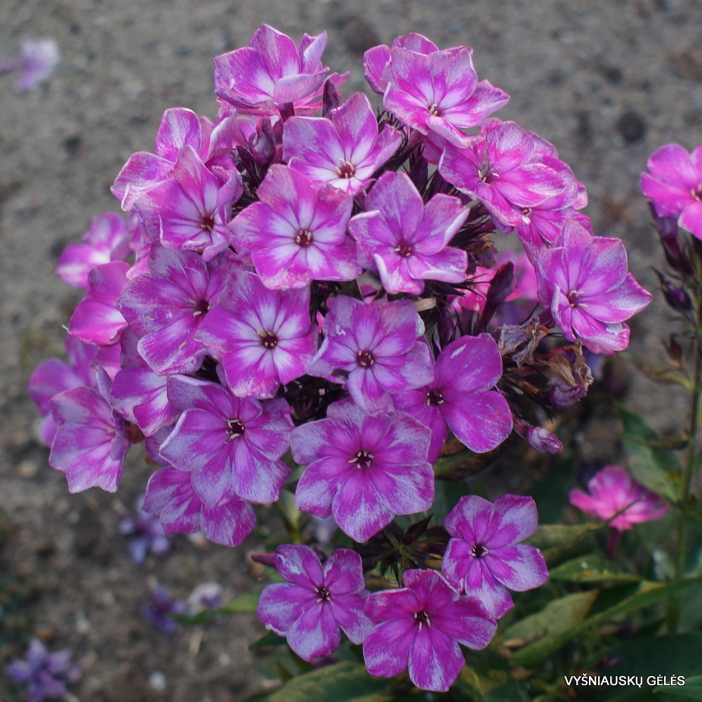 ‘Pyanaya Vishnya‘ - Vyšniauskų gėlės