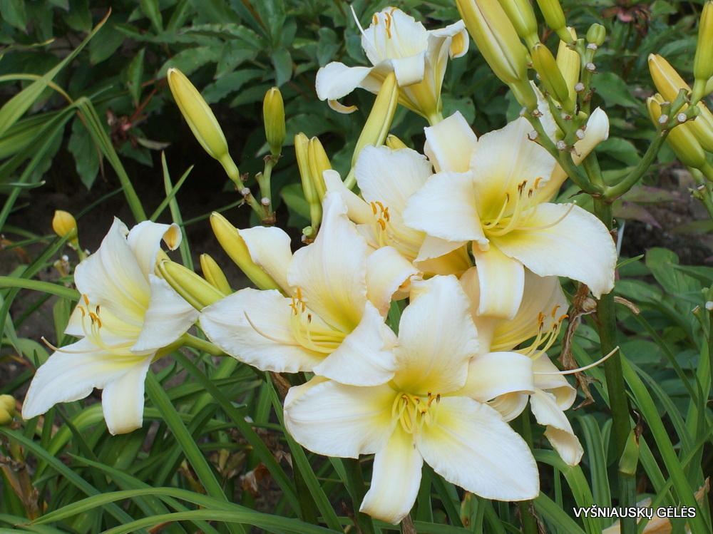 'Tuxedo Junction' - Vyšniauskų gėlės