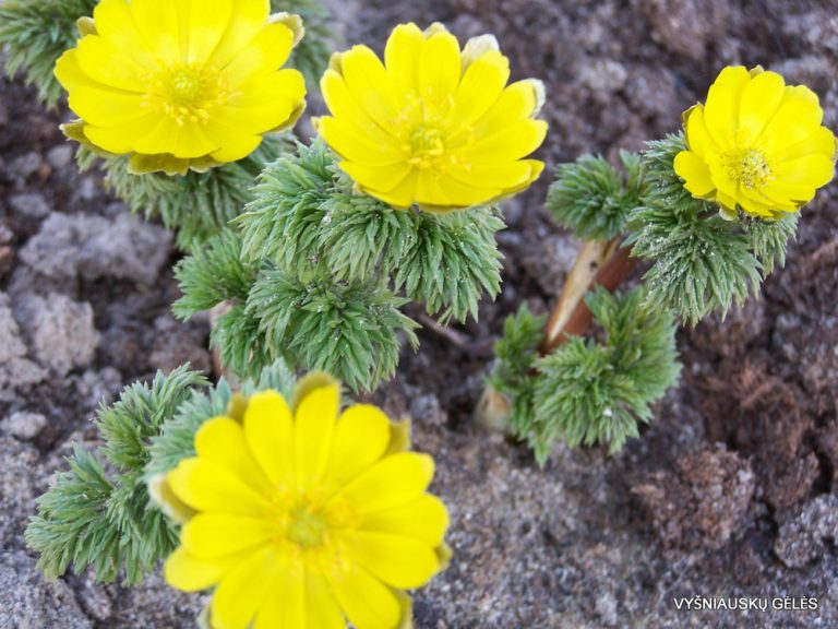 Adonis amurensis - Vyšniauskų gėlės