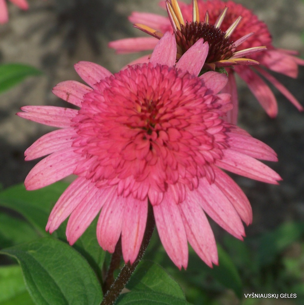Echinacea ‘Raspberry Truffle‘ - Vyšniauskų gėlės