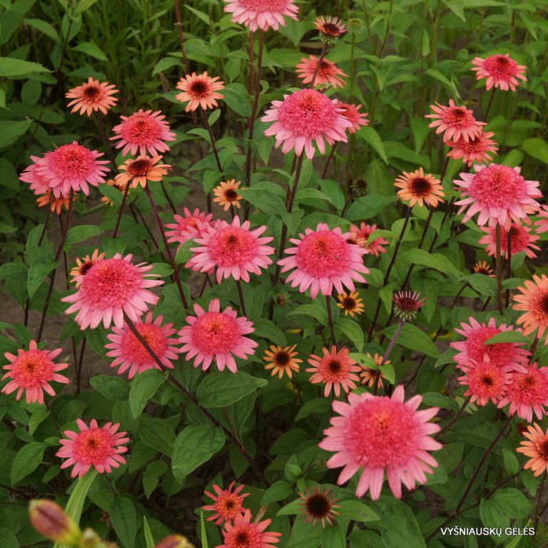 Echinacea ‘Raspberry Truffle‘ - Vyšniauskų gėlės