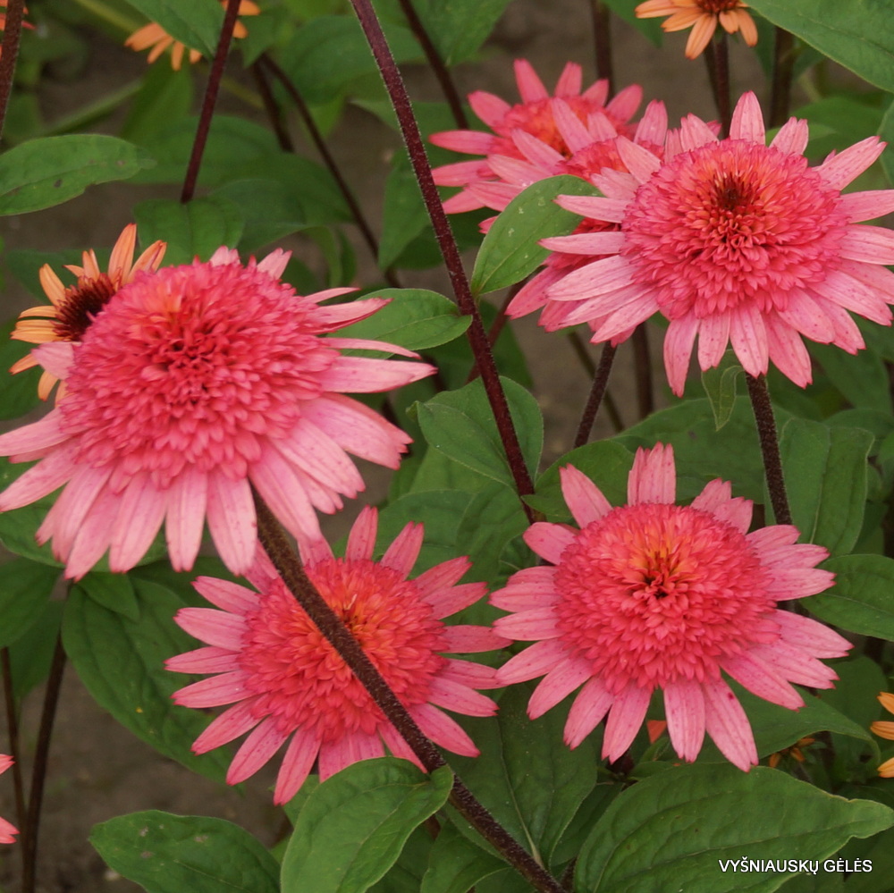 Echinacea ‘Raspberry Truffle‘ - Vyšniauskų gėlės