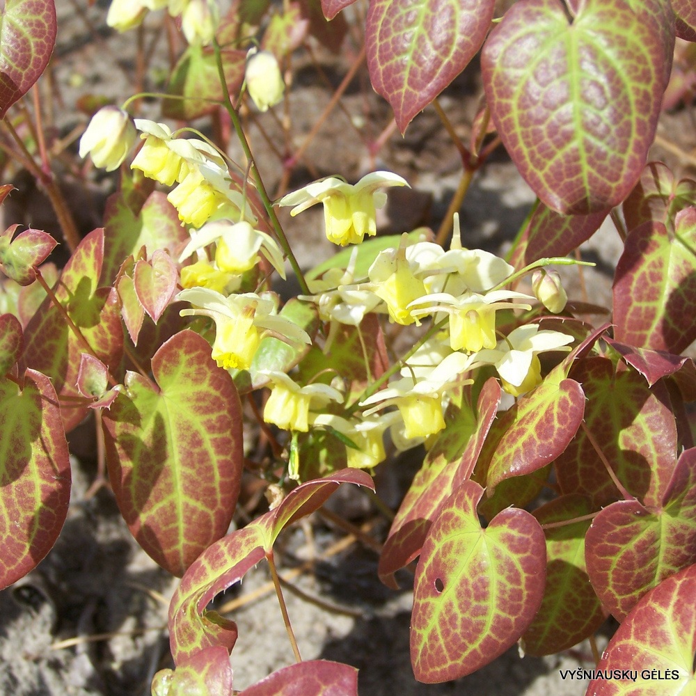 Epimediums Ma