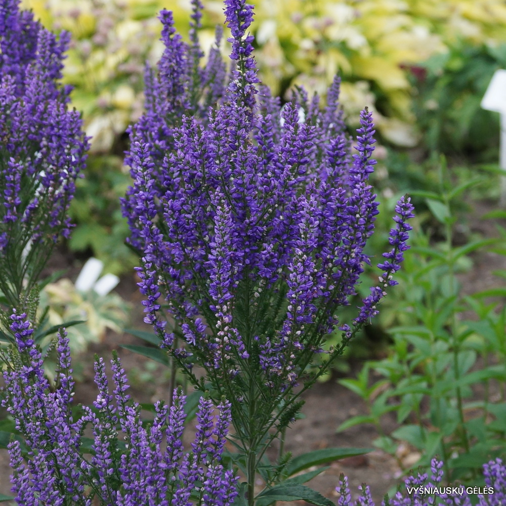 Veronica 'Plumosa Blue Plume‘ - Vyšniauskų gėlės