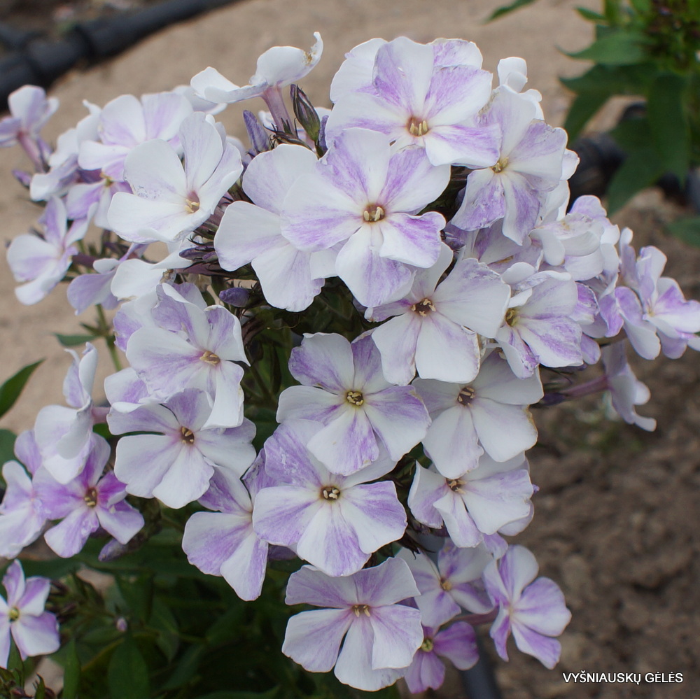 ‘Goluboi Karlik‘ - Vyšniauskų gėlės
