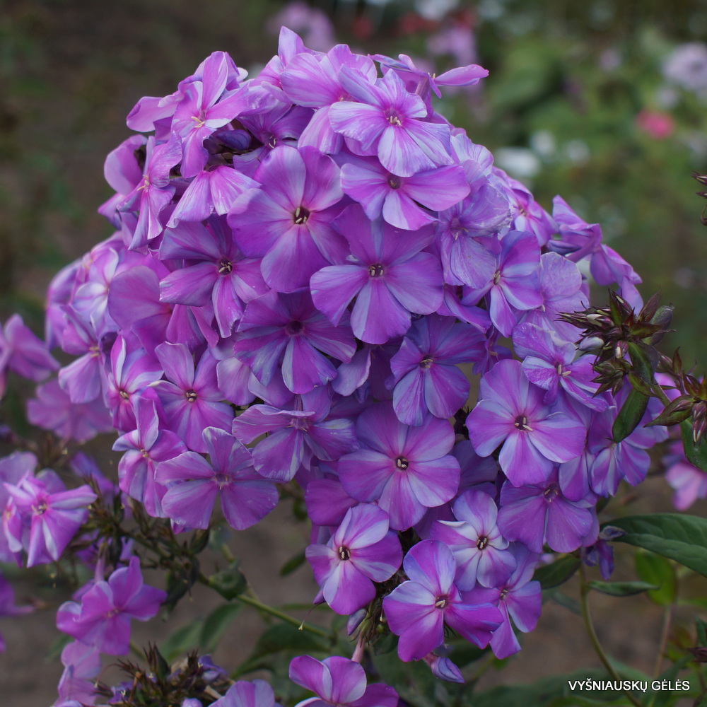 ‘Lyubimyi Vodolei‘ - Vyšniauskų gėlės
