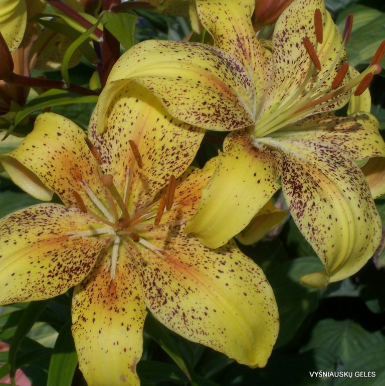 Lelijos - 2023 m. ruduo Archives - Vyšniauskų gėlės