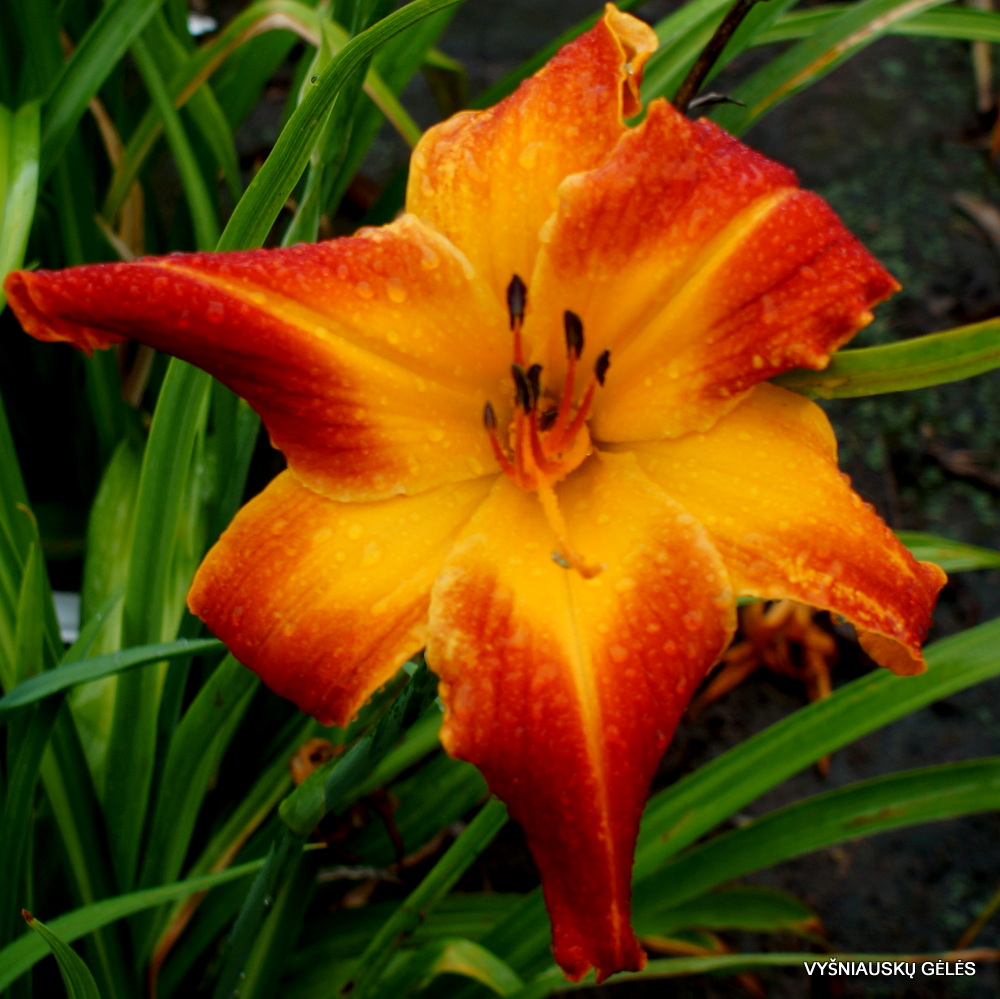 'Grand Elixir' - Vyšniauskų gėlės