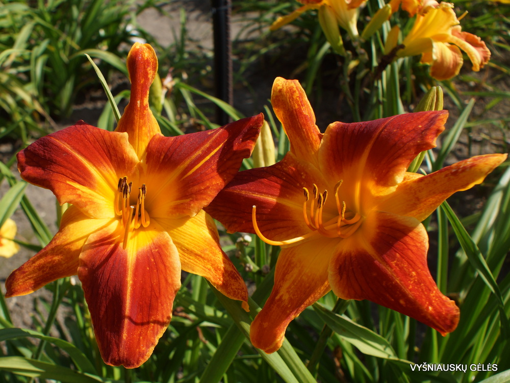 'Grand Elixir' - Vyšniauskų gėlės