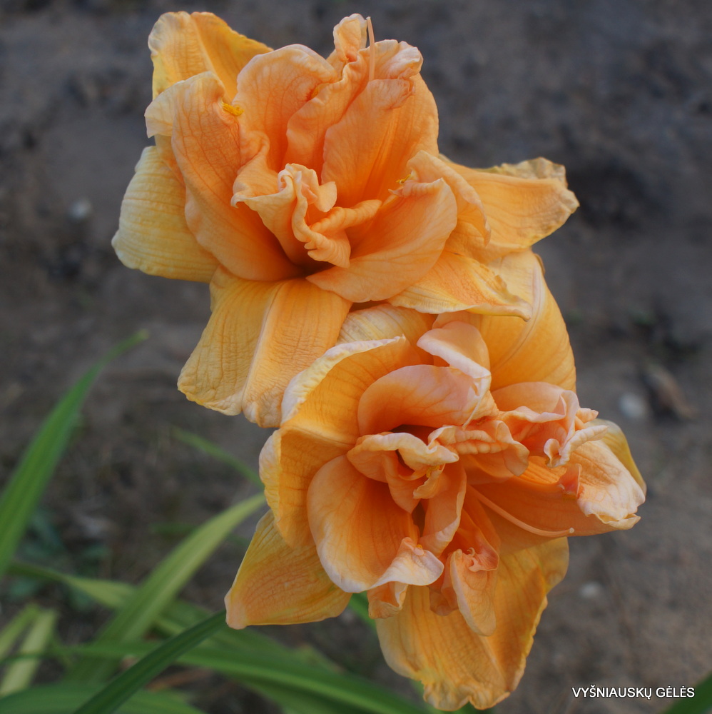 'Peach Magnolia' - Vyšniauskų gėlės