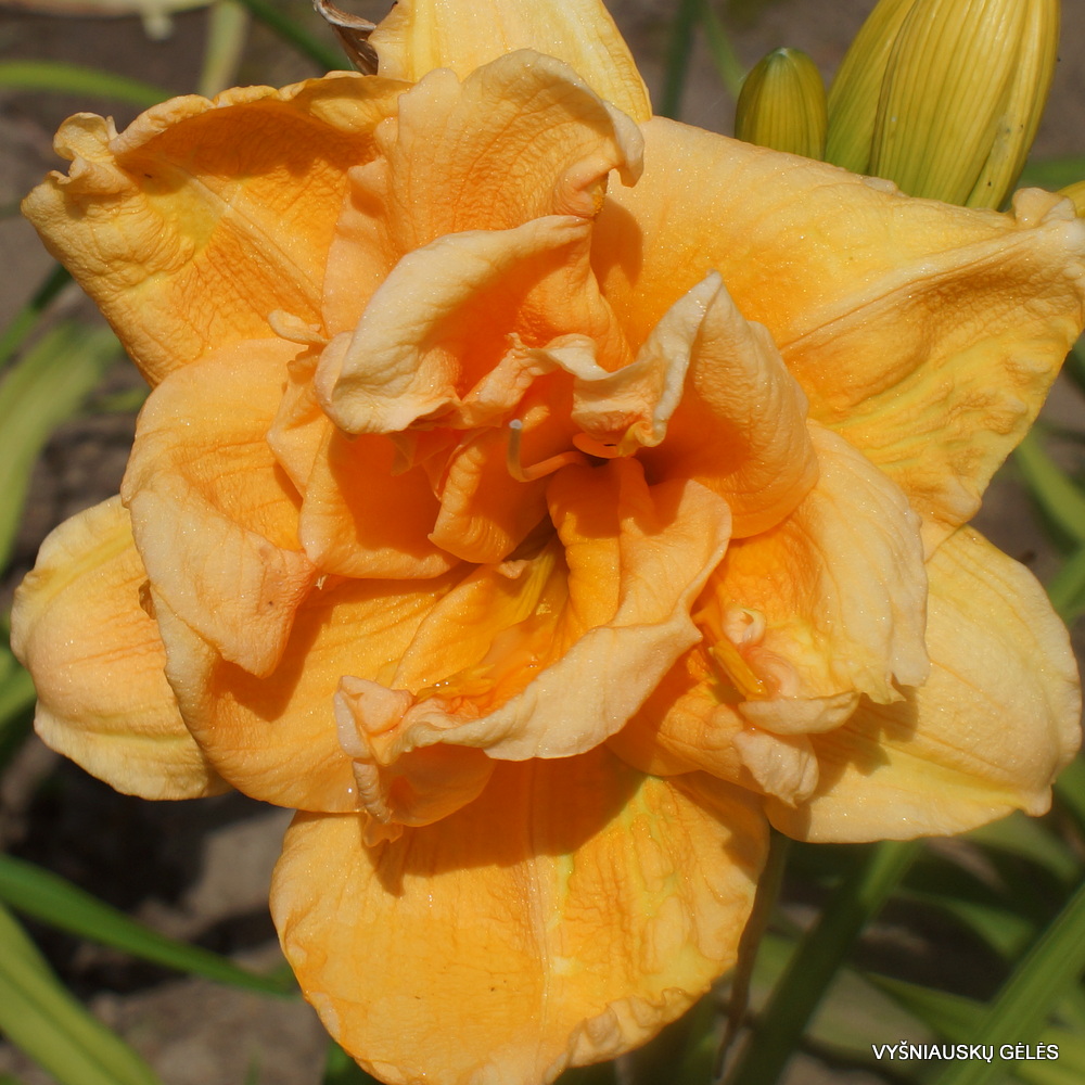 'Peach Magnolia' - Vyšniauskų gėlės