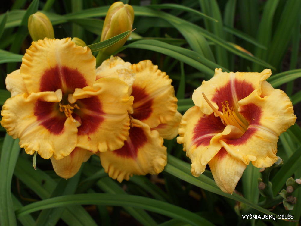 'Ruby Moon' - Vyšniauskų gėlės