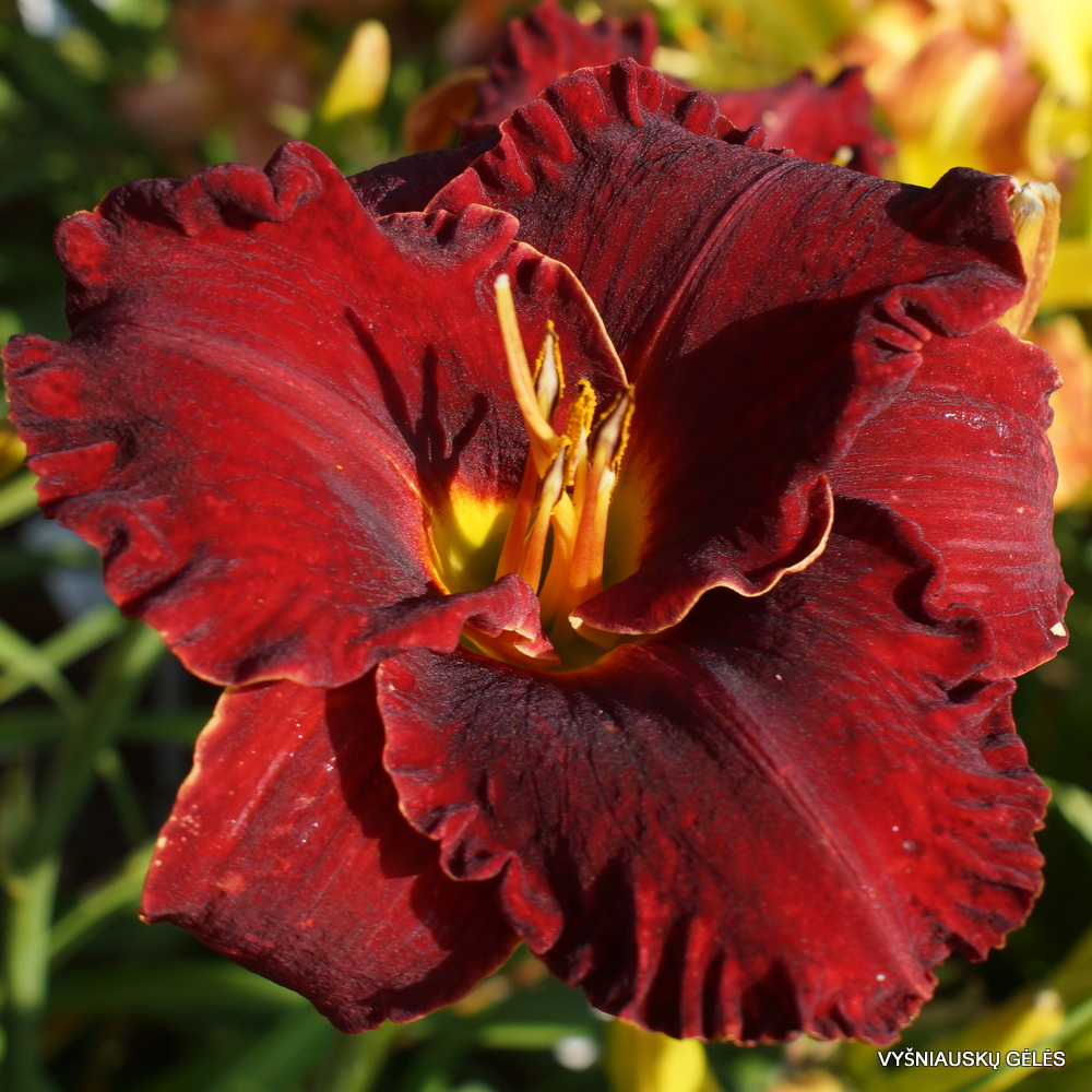 'Vesuvian' - Vyšniauskų gėlės