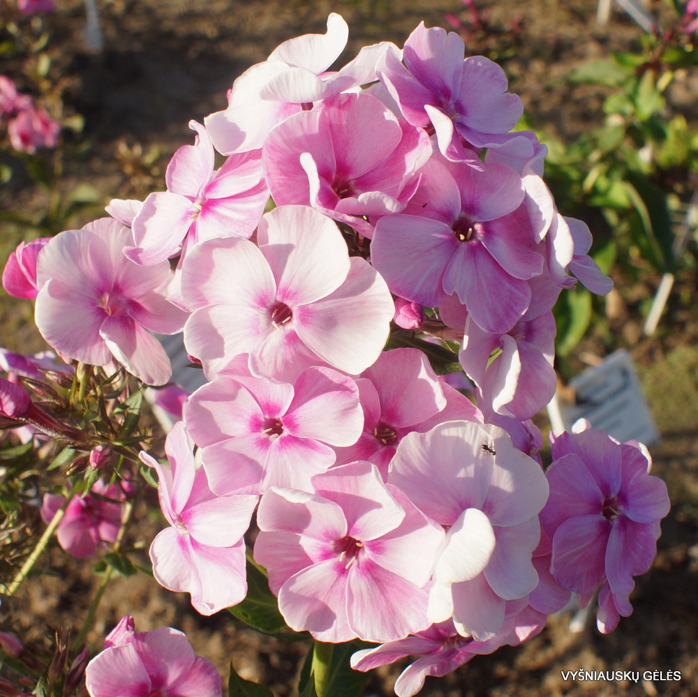 ‘Deviche Pole‘ - Vyšniauskų gėlės