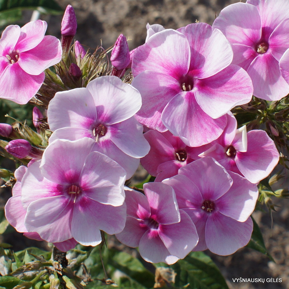 ‘Deviche Pole‘ - Vyšniauskų gėlės