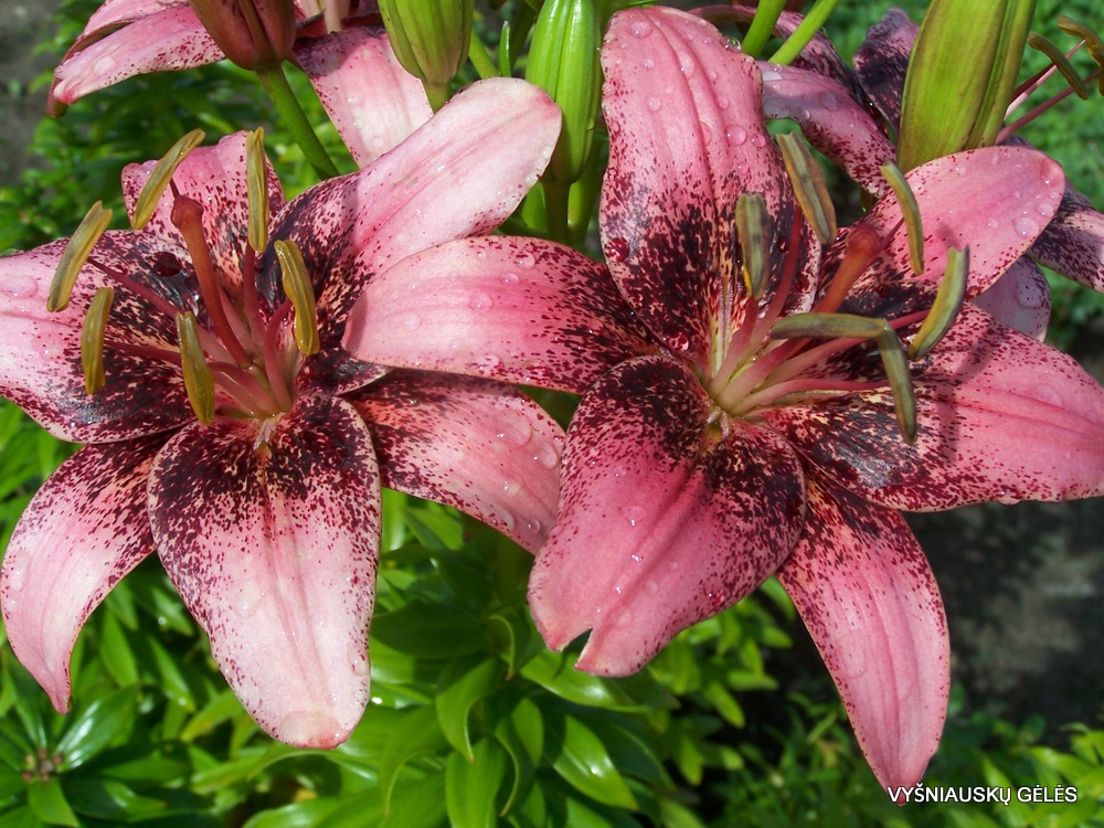 'Tangomanija’ - Vyšniauskų gėlės