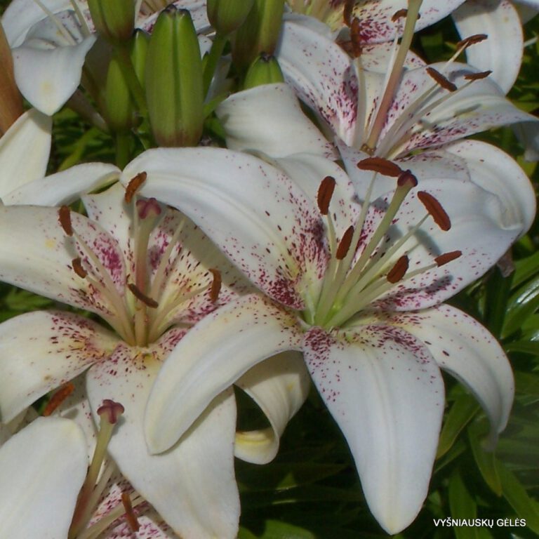 Lelijos - 2021 m. ruduo Archives - Vyšniauskų gėlės