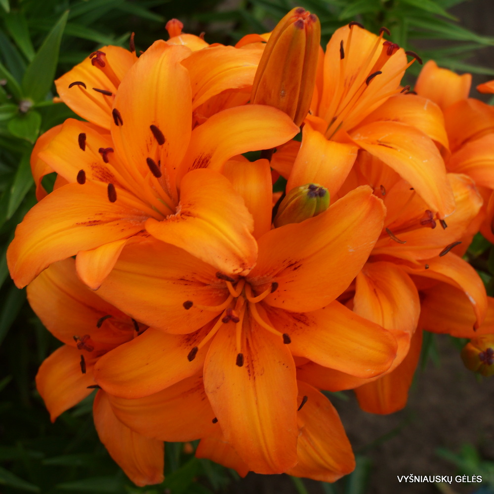 Lelijos - 2023 m. ruduo Archives - Vyšniauskų gėlės