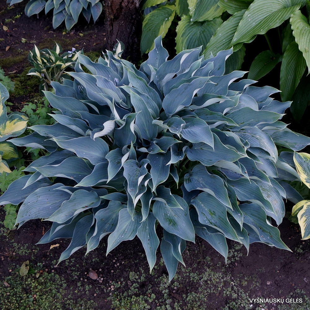 'Blue Arrow' - Vyšniauskų gėlės