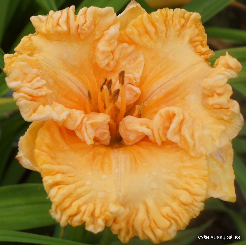 'Heaven‘s Gatekeeper' - Vyšniauskų gėlės