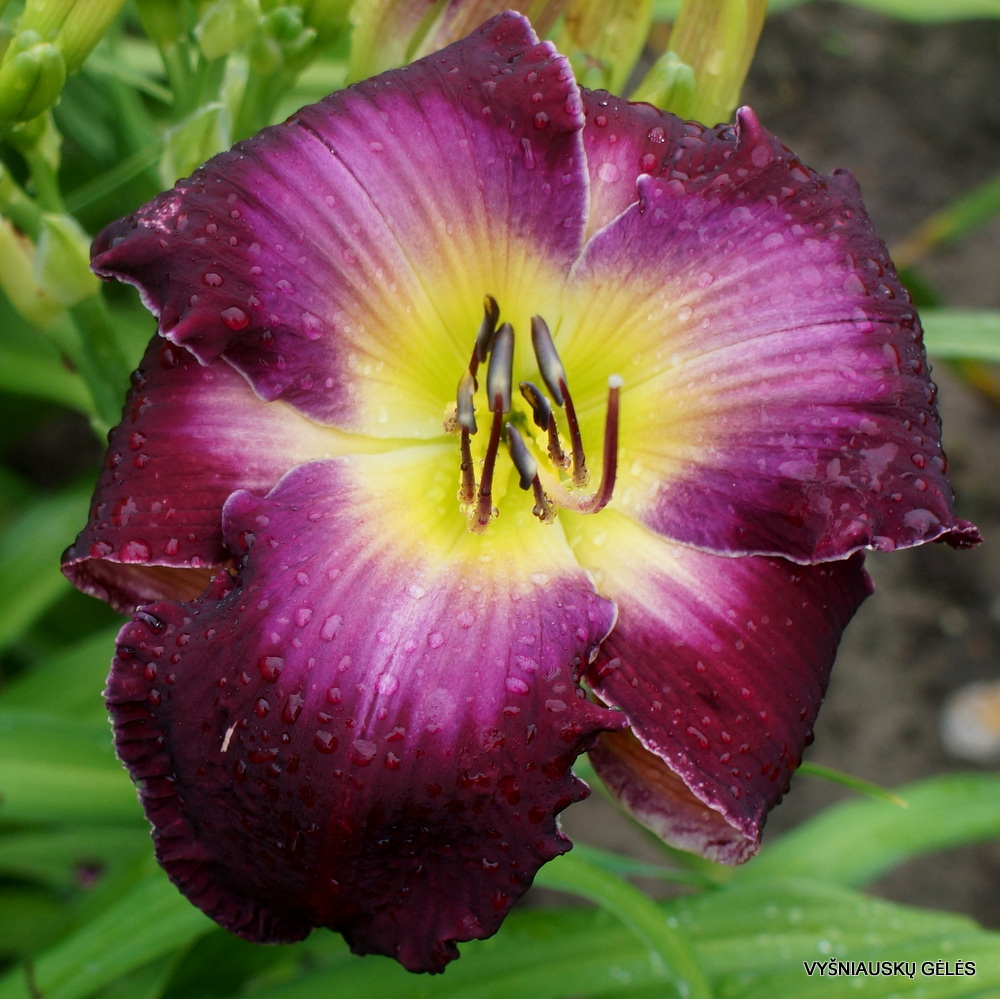 'Jamie Dockery' - Vyšniauskų gėlės