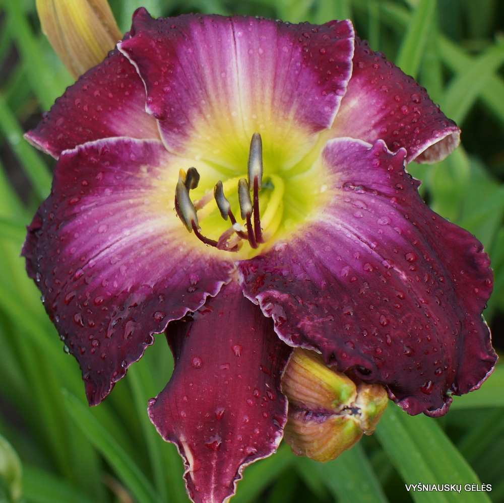 'Jamie Dockery' - Vyšniauskų gėlės