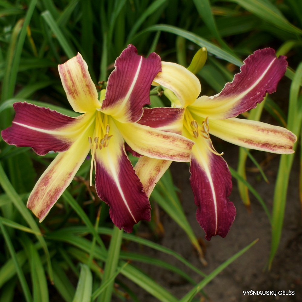 'Orchid Hunter' - Vyšniauskų gėlės