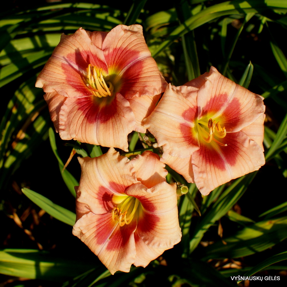 'Sachsen Little Ingrid' - Vyšniauskų gėlės