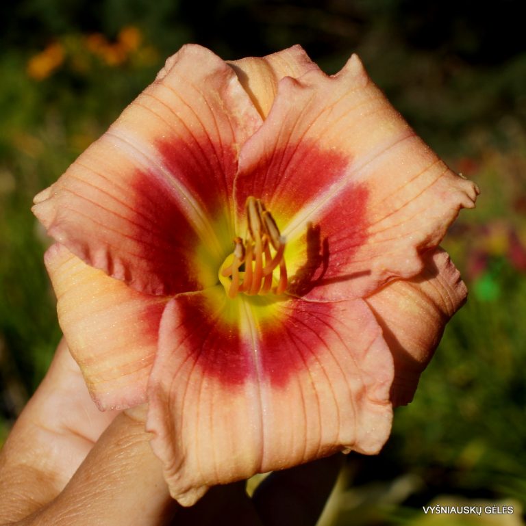 'Sachsen Little Ingrid' - Vyšniauskų gėlės