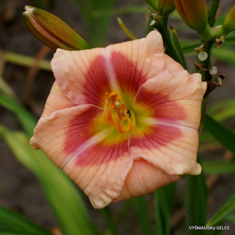 'Sachsen Little Ingrid' - Vyšniauskų gėlės