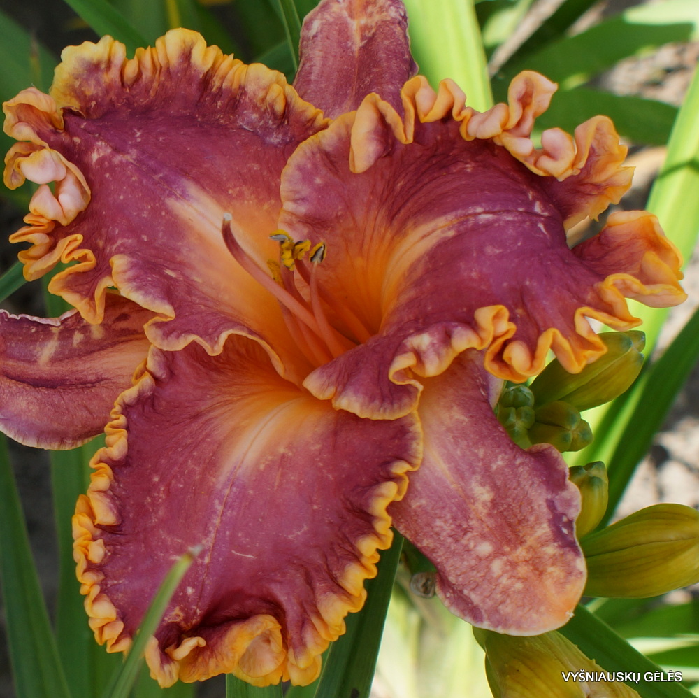 'Sunset Ruffles' - Vyšniauskų gėlės