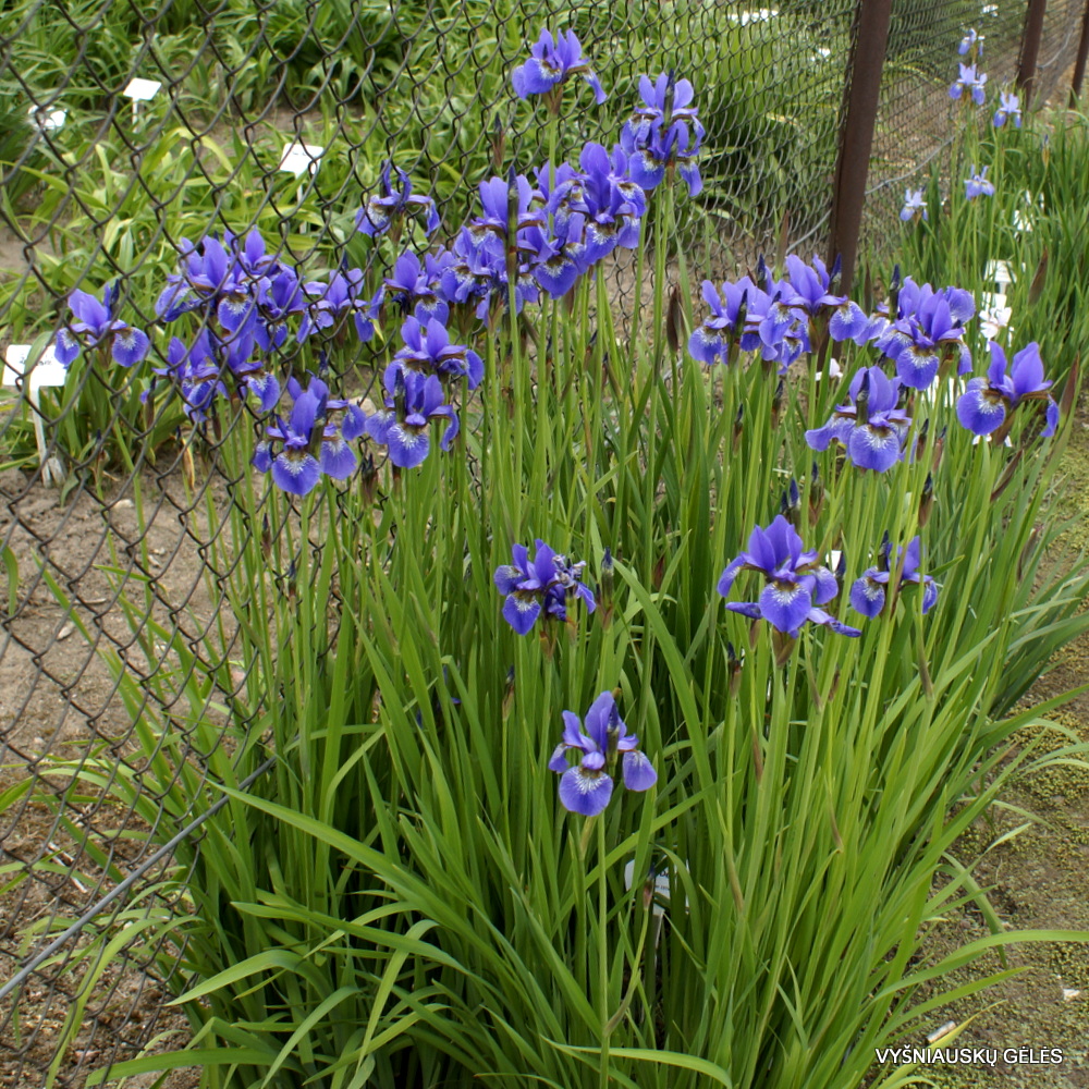 'Caesar‘s Brother' - Vyšniauskų gėlės