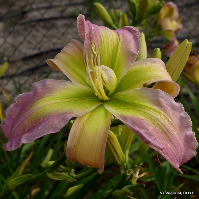 'Apatura Summer Rhapsody' - Vyšniauskų gėlės
