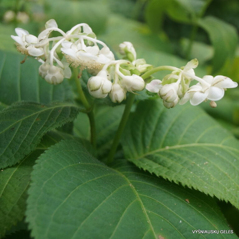 Deinanthe bifida - Vyšniauskų gėlės