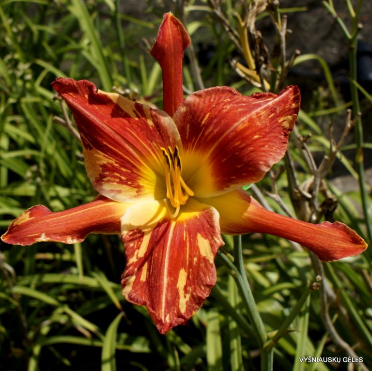 'Explosion in the Paint Factory' - Vyšniauskų gėlės