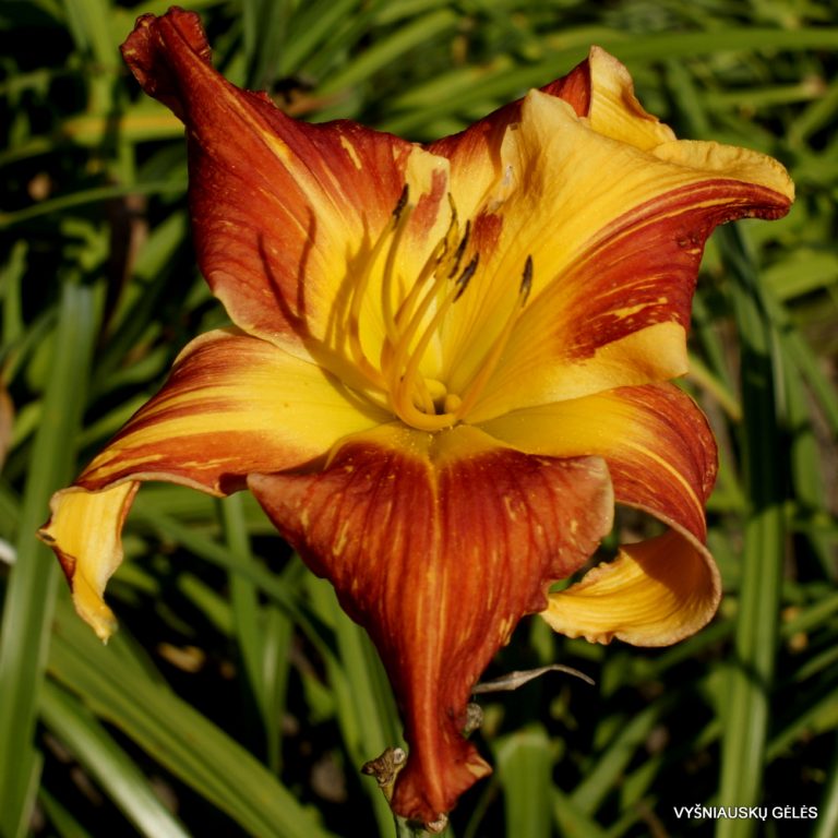 'Explosion in the Paint Factory' - Vyšniauskų gėlės