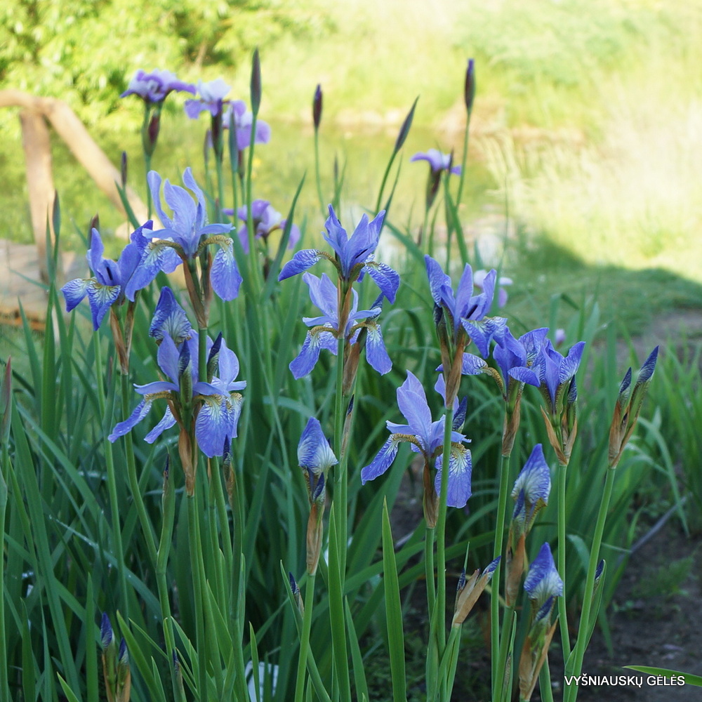 'Perry‘s Blue' - Vyšniauskų gėlės